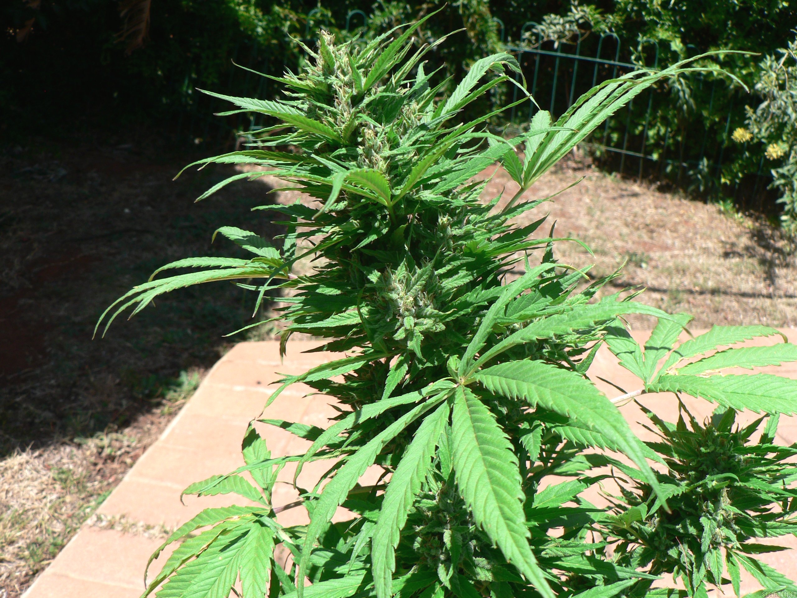 Cannatonic - 12 Regs - Seed Canary