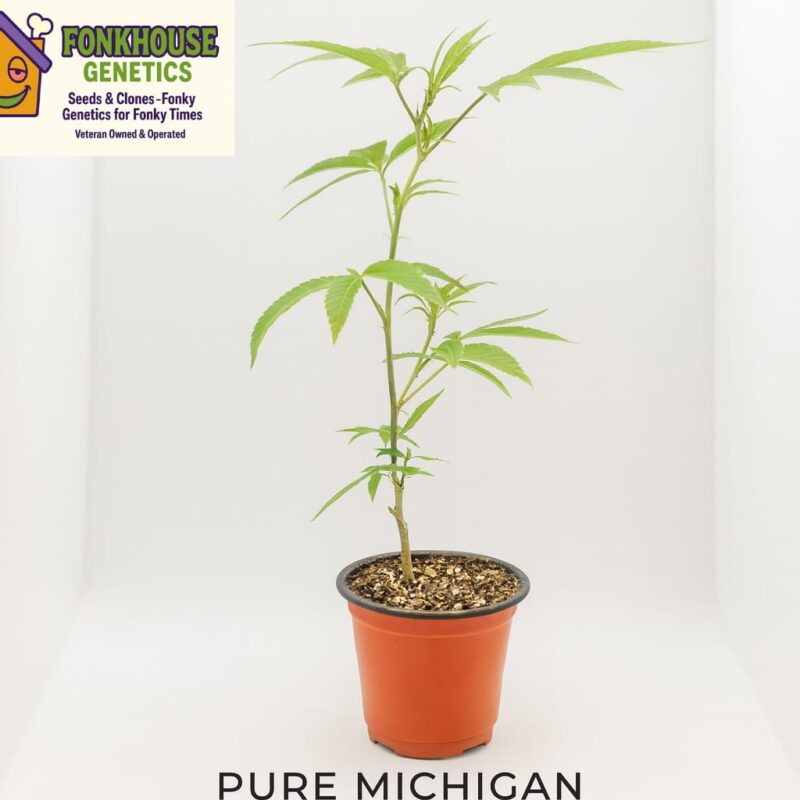 Pure Michigan Rooted Clone - Seed Canary