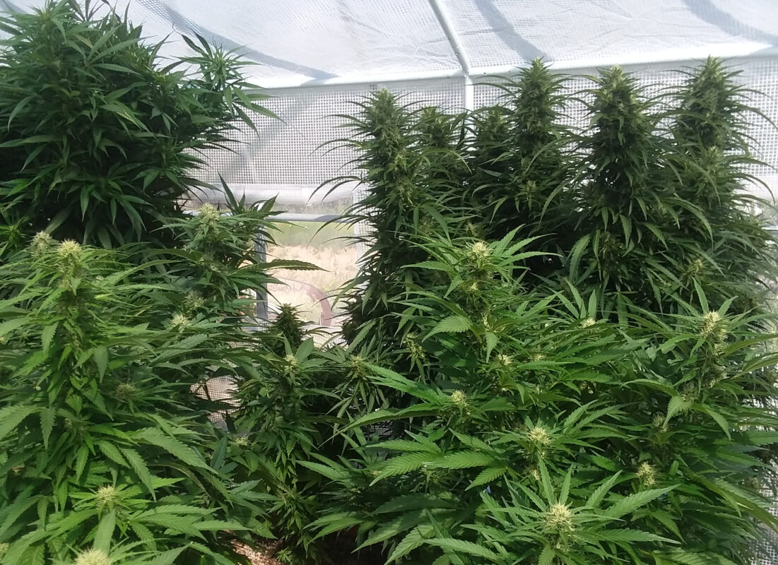 Fallen Angel - Seed Canary