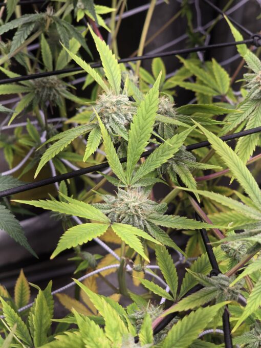 Pure Michigan Rooted Clone - Seed Canary