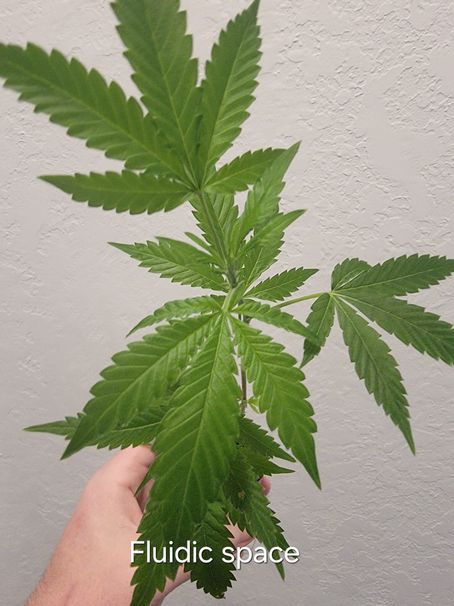 Fluidic Space (Cluster x Purple Jar) - Seed Canary